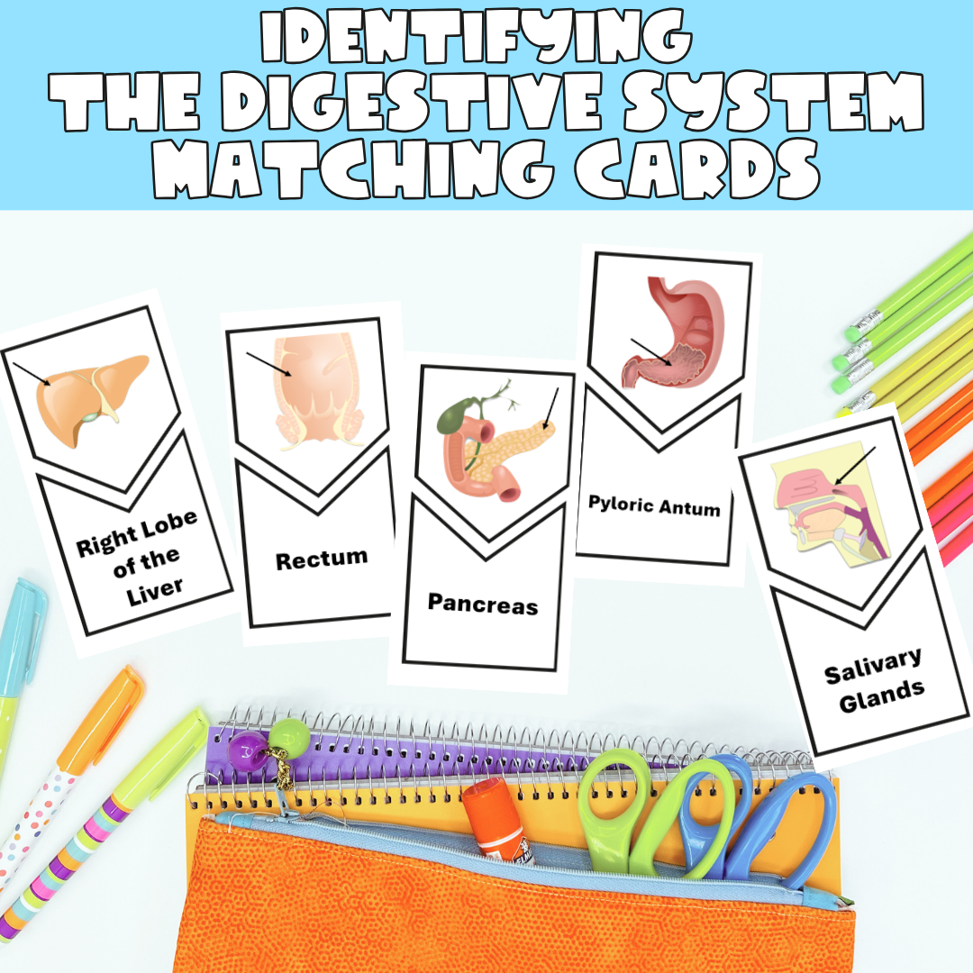 Identifying the Digestive System Matching Cards