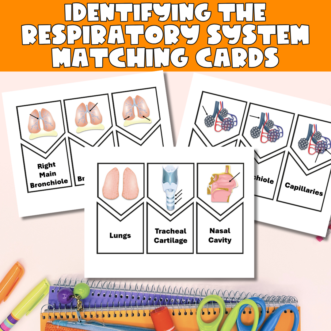 Identifying the Respiratory System Matching Cards