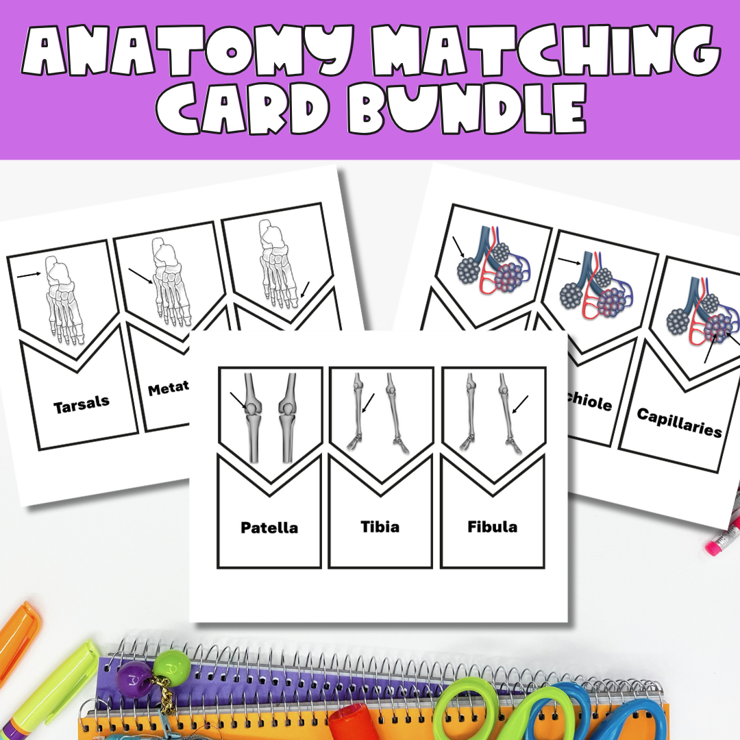 Identifying Anatomy Matching Cards Bundle