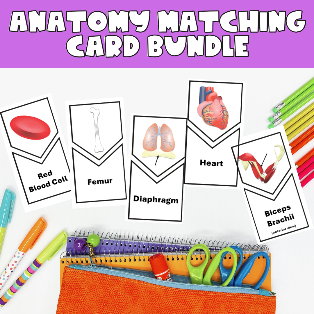 Identifying Anatomy Matching Cards Bundle