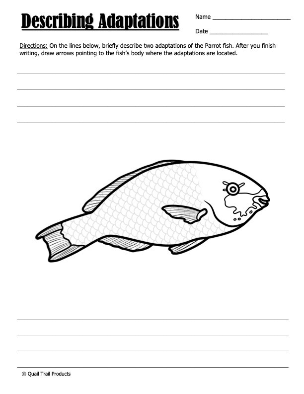 Animal Adaptations in the Reef Habitat Worksheets and Activities