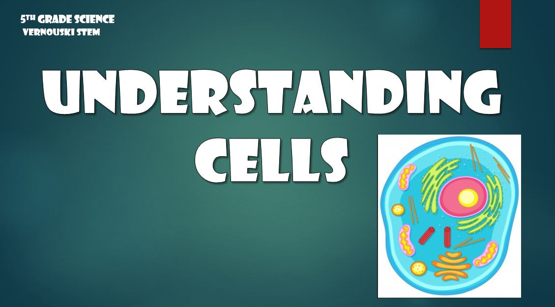 Understanding Cells - 3D Model and Analogy - STEM - Amped Up Learning