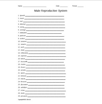 The Male Reproductive System Combining Forms Word Scramble - Amped Up ...