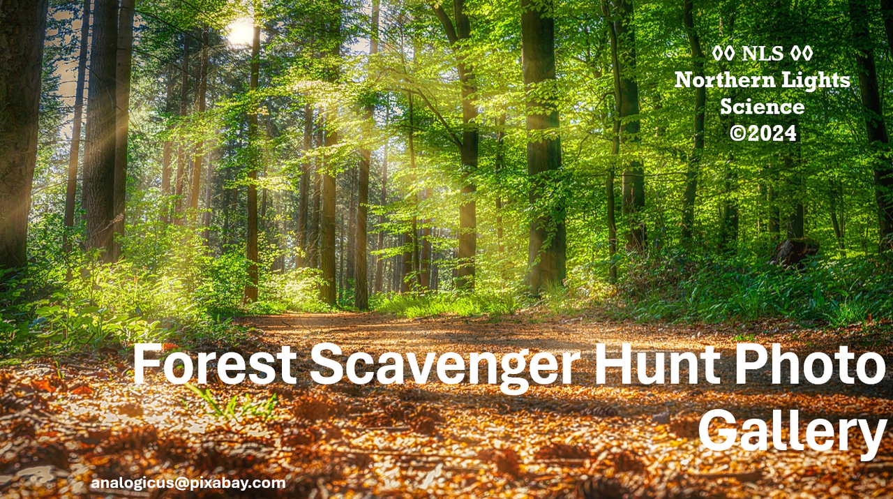 Forest Scavenger Hunt Photo Gallery PowerPoint - Amped Up Learning