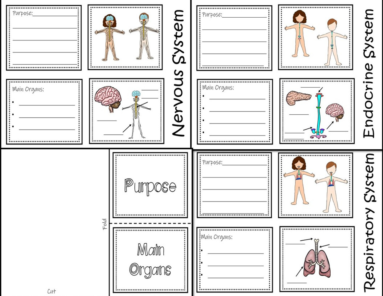Human Body Systems - Interactive Notebook / Foldable - Amped Up Learning