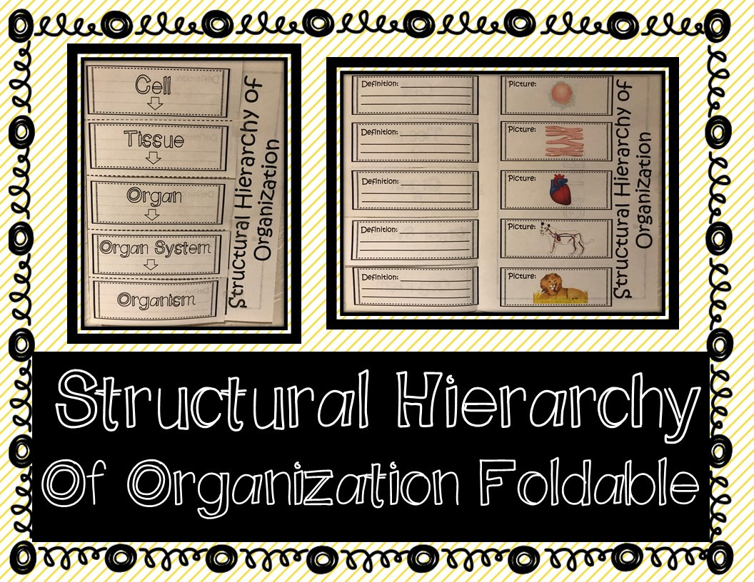 Structural Hierarchy of Organization Interactive Notebook / Foldable ...