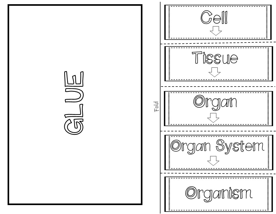 Structural Hierarchy of Organization Interactive Notebook / Foldable ...
