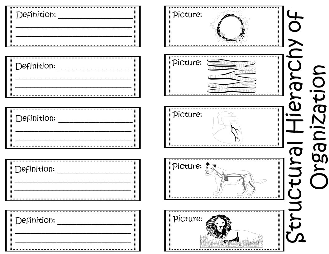Structural Hierarchy of Organization Interactive Notebook / Foldable ...