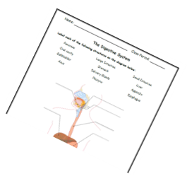 Digestive System Labeling Worksheet - Amped Up Learning