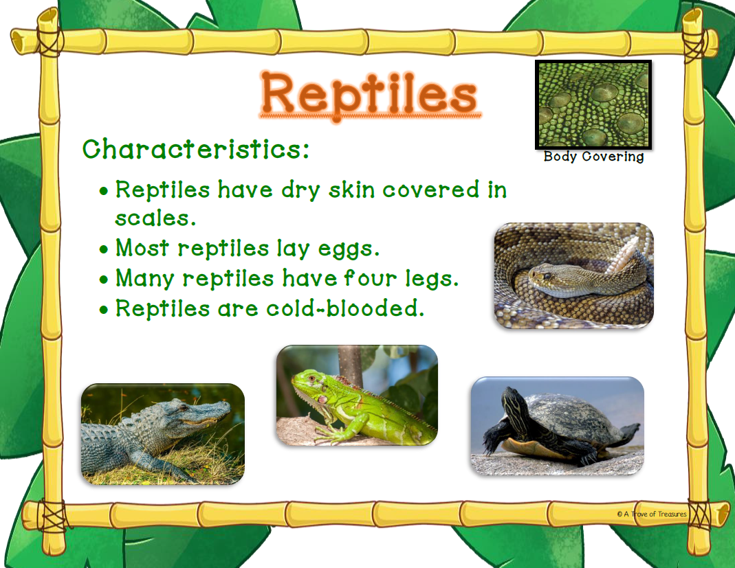 Animal Groups Classification Mega Pack - Amped Up Learning