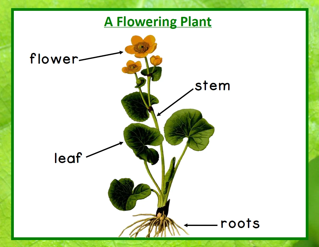 A Plant's Parts Booklet **With Activity Differentiation** - Amped Up ...