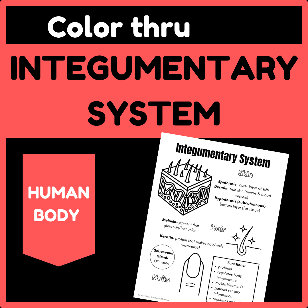 Color thru Integumentary System - Amped Up Learning