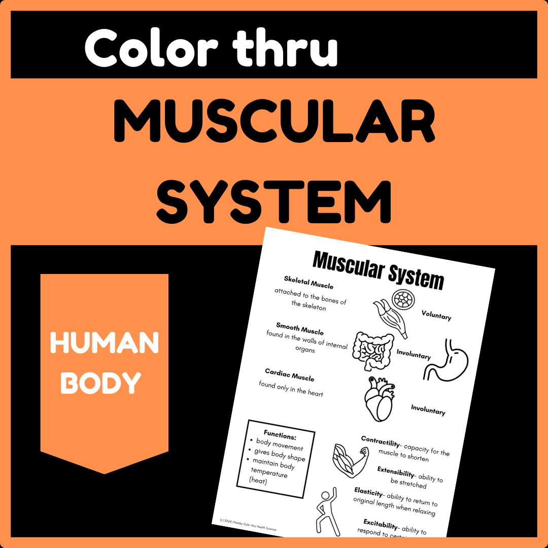 Color thru Muscular System - Amped Up Learning