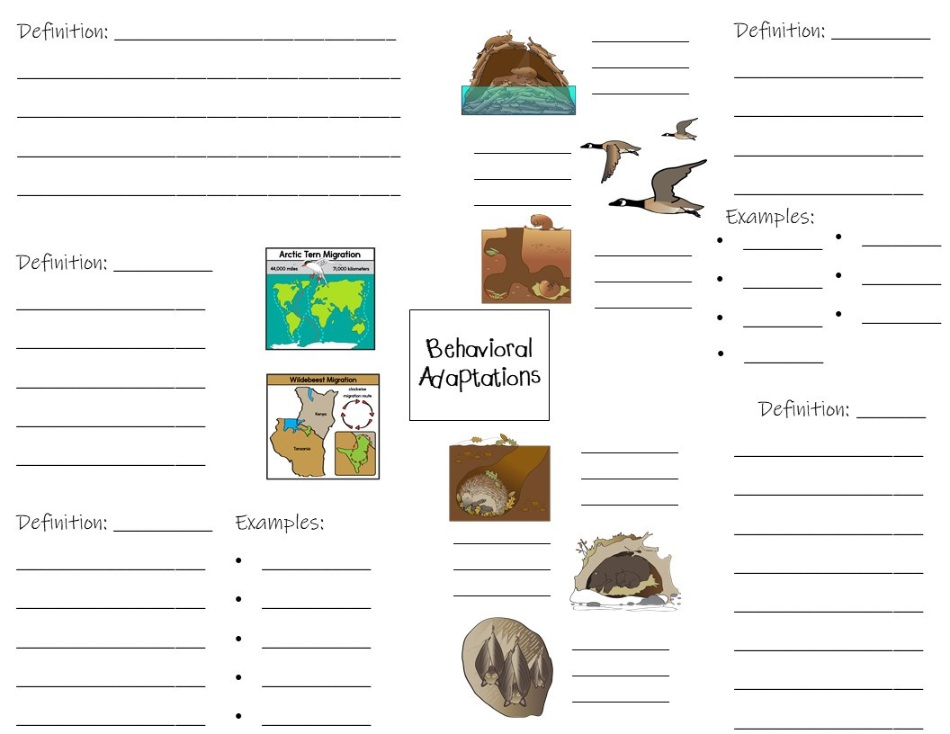 Behavioral Adaptations in Animals Interactive Notebook / Foldable ...
