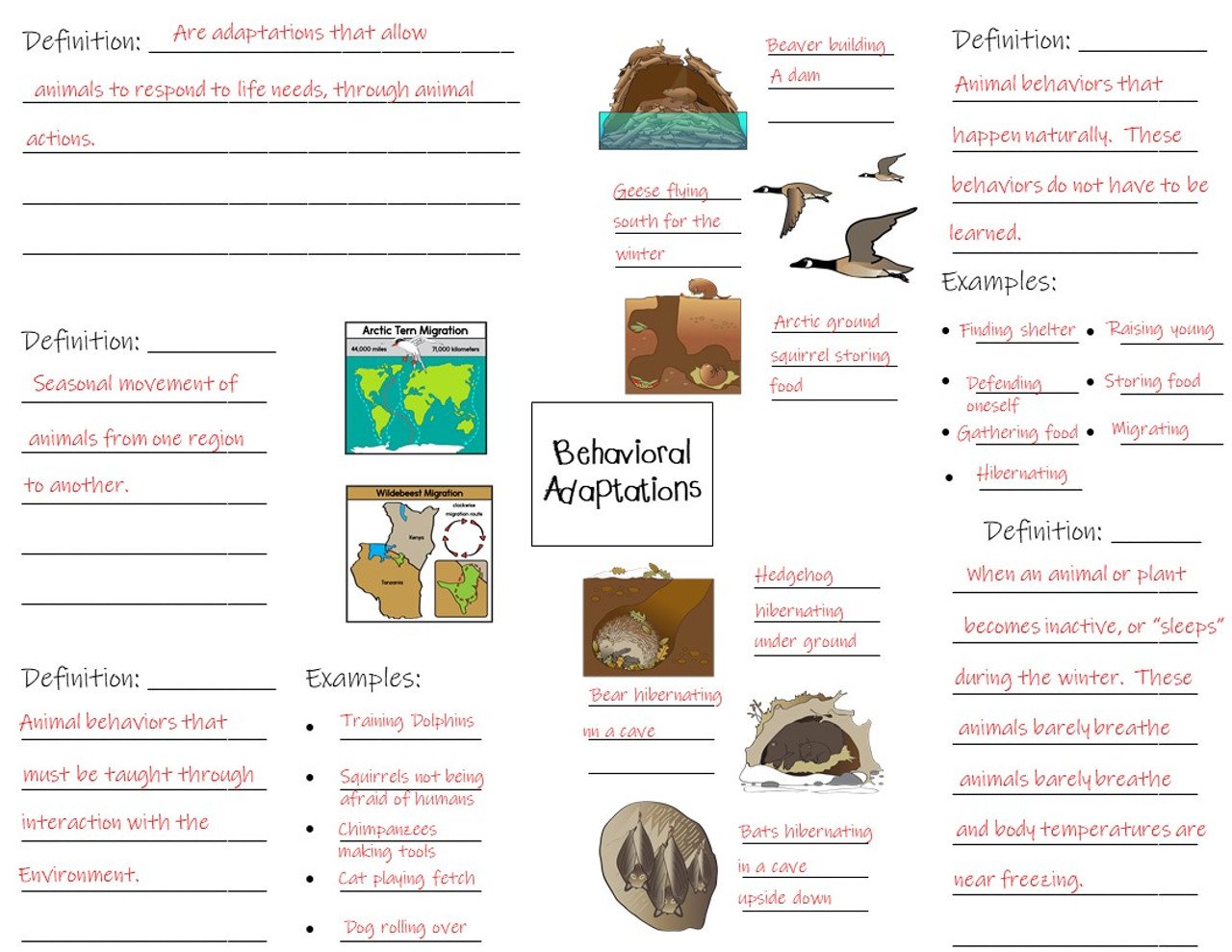 Behavioral Adaptations in Animals Interactive Notebook / Foldable ...