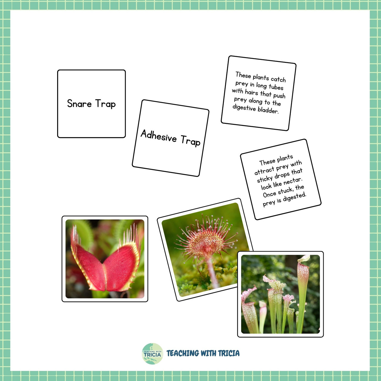 Carnivorous Plants - 5 Types of Trap: Information Input, Activities ...