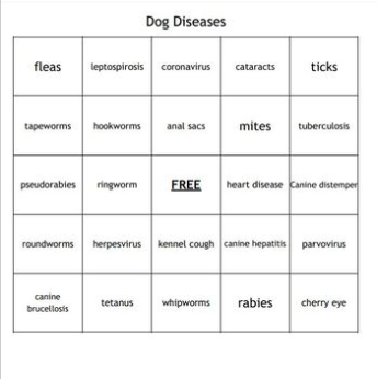 "Dogs Diseases" Bingo set for a Small Animal Science Course - Amped Up ...