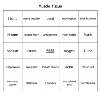 "The Muscle Tissues" Bingo set for an Anatomy Course - Amped Up Learning