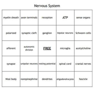 "The Nervous System" Bingo set for an Anatomy Course - Amped Up Learning