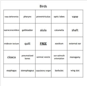 "The Birds" Bingo set for a Zoology Course - Amped Up Learning