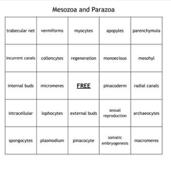 "The Mesozoa and Parazoa" Bingo for a Zoology Course - Amped Up Learning