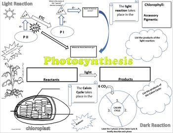 Photosynthesis Interactive Doodle Handout - Amped Up Learning