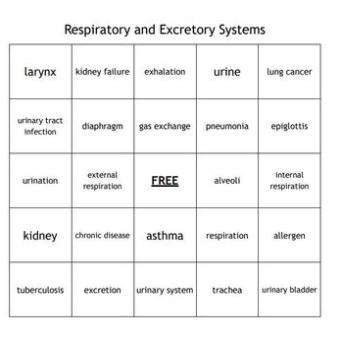 "Respiratory and Excretory Systems" Bingo for a Middle School Science ...