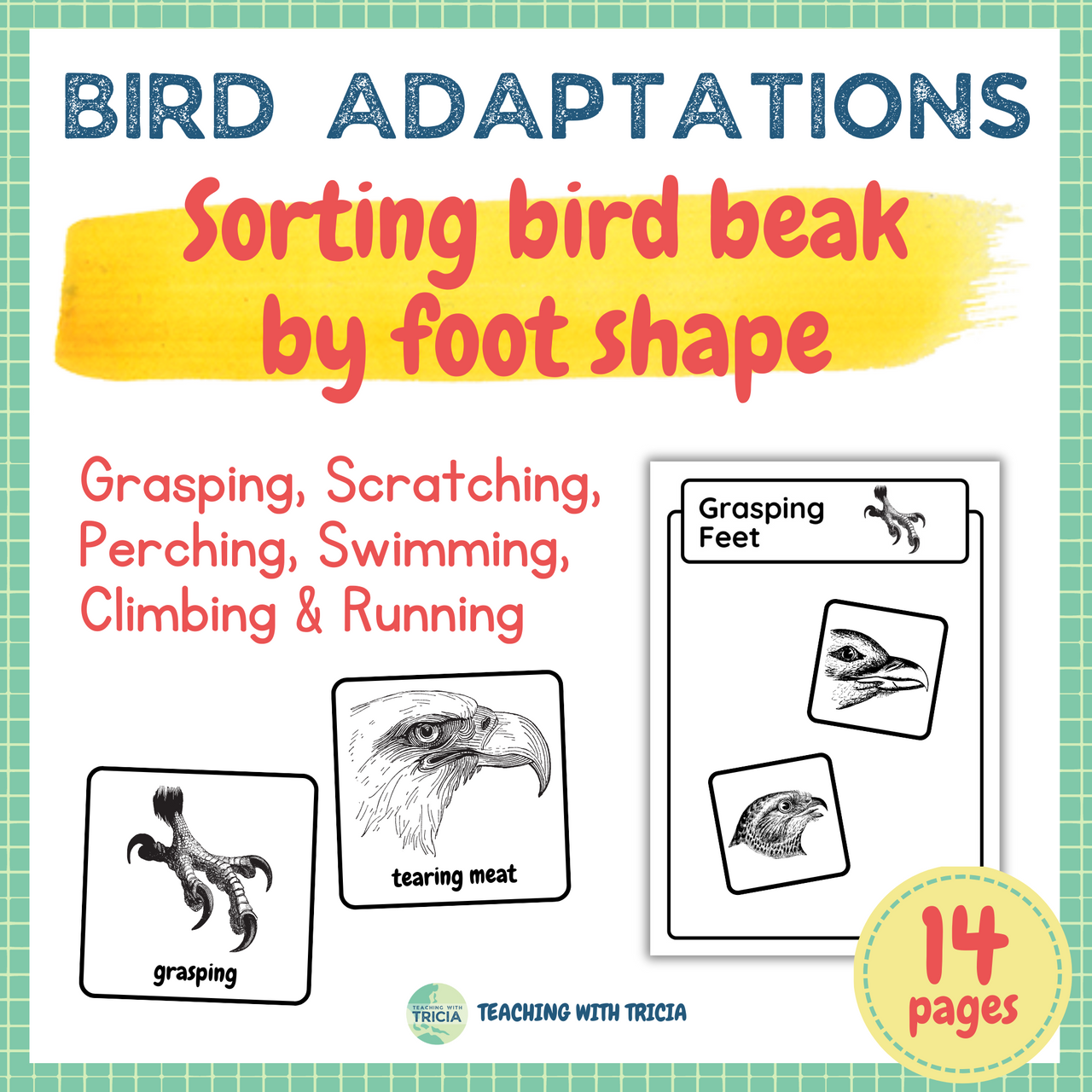 Bird Adaptations - Sorting Bird Beak by Foot Shape: Realistic Graphics ...