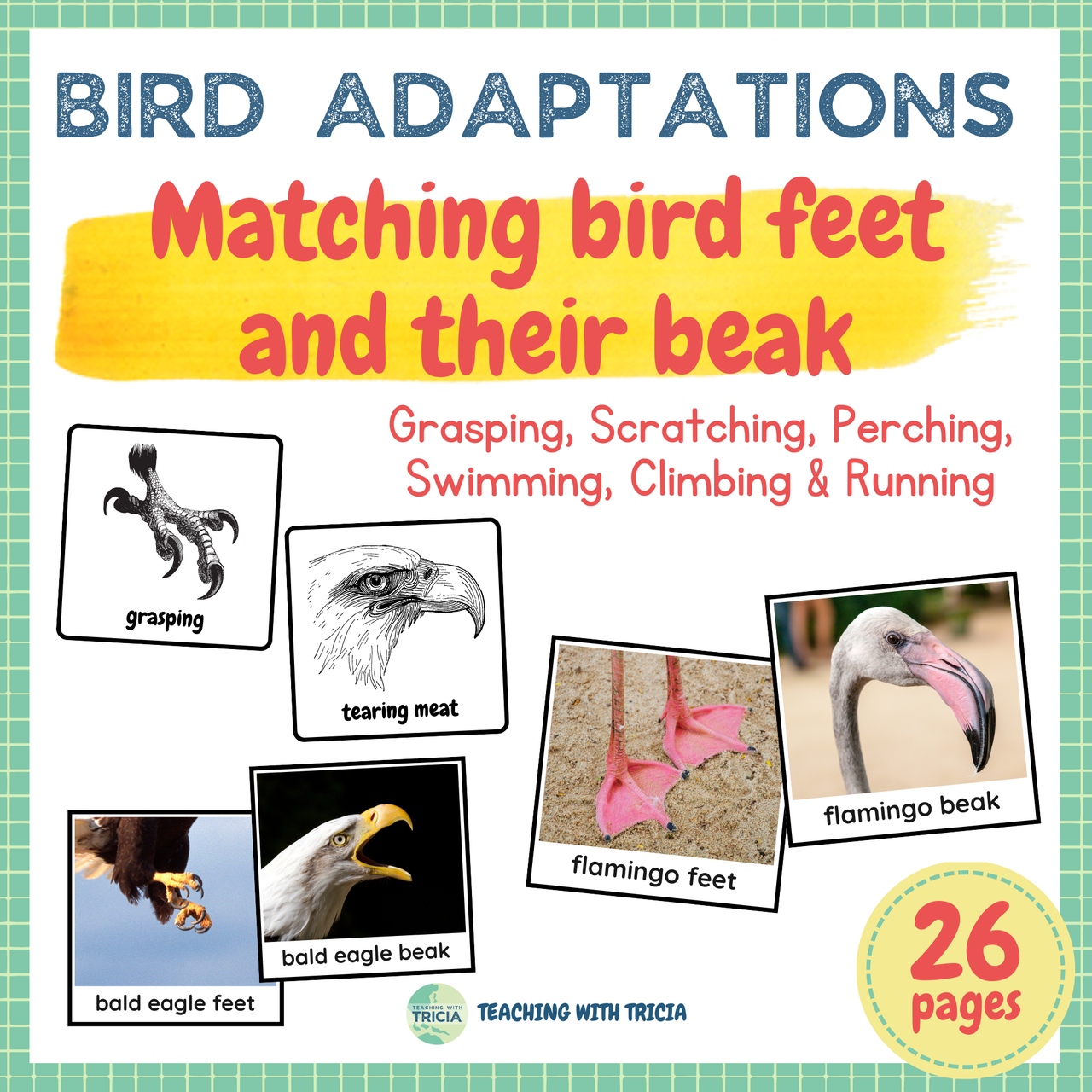 Bird Adaptations - Matching Bird Feet and their Beak: Real Photos, 36 ...