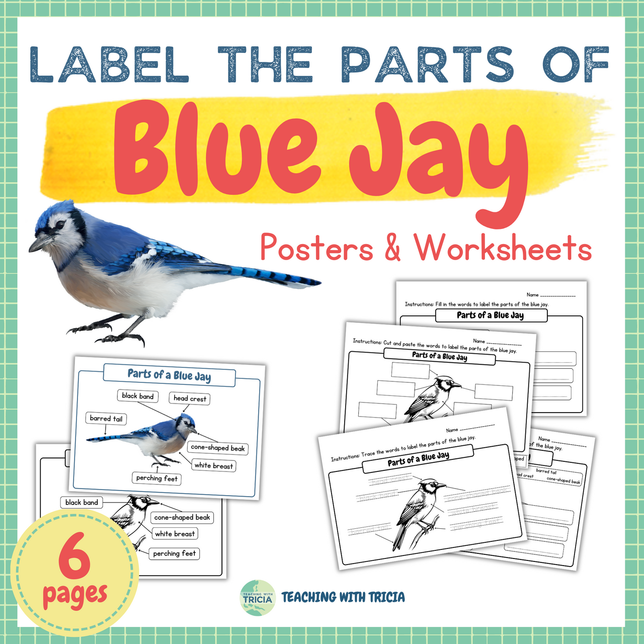 Bird Anatomy - Blue Jay: Body Parts, Posters & Worksheet - Amped Up ...