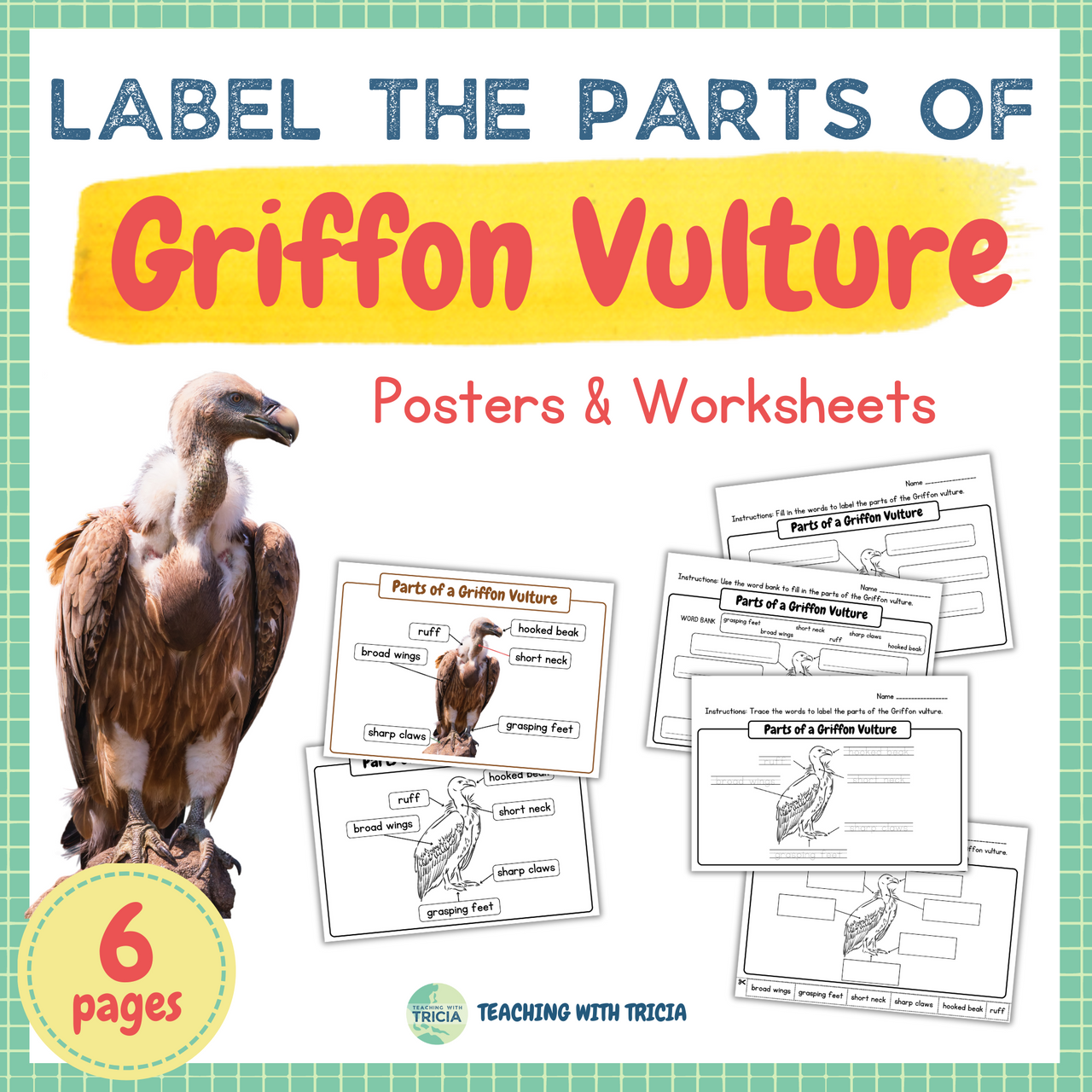 Bird Anatomy - Griffon Vulture: Body Parts, Posters & Worksheet - Amped ...