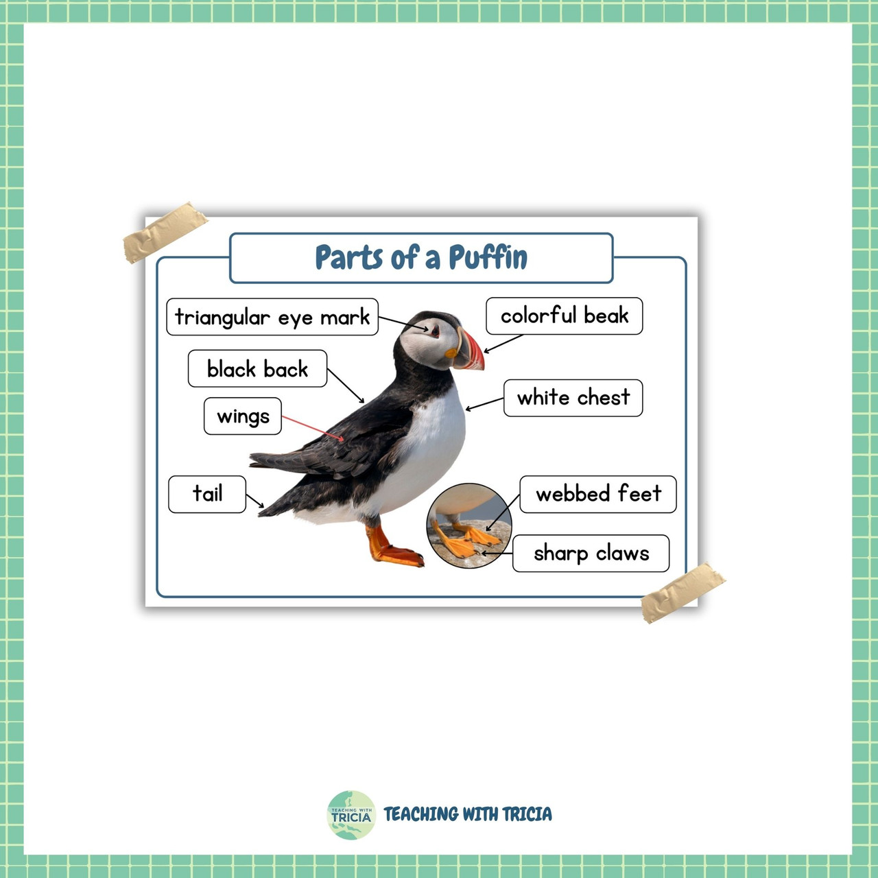 Tundra Biome - Label the Parts of Puffin: Posters & Worksheets, Bird ...