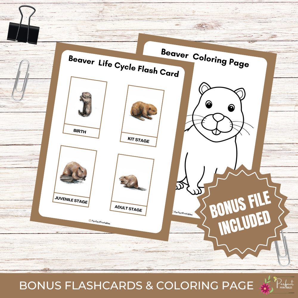 Beaver Life Cycle Worksheet | Mammal/Rodent Unit Study With Fun Facts!