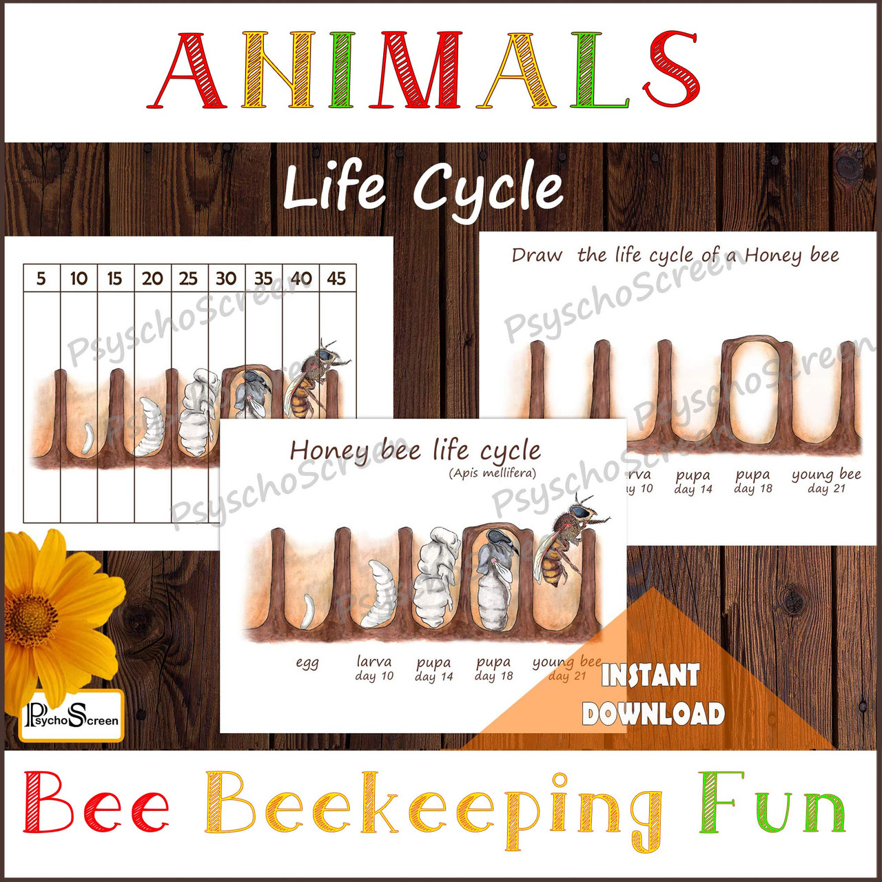 All About Bees: Anatomy, Life Cycle, Honeycomb & Beekeeping Tools