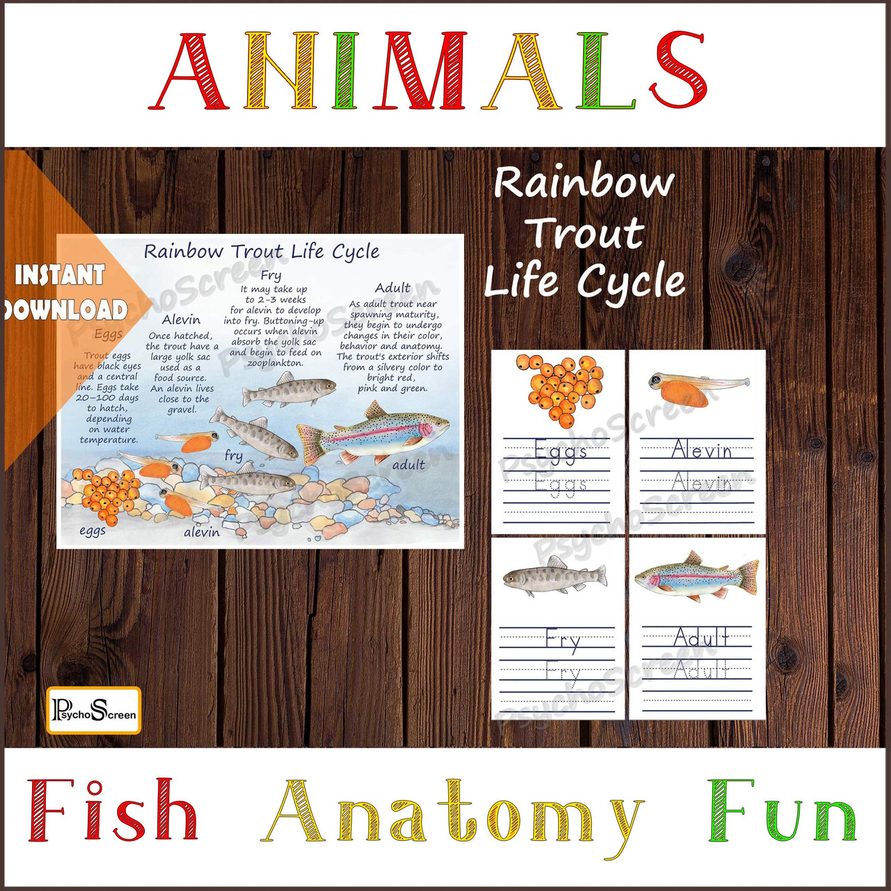 Rainbow trout anatomy, life cycle, 3D model, Printable flashcards, 3 ...
