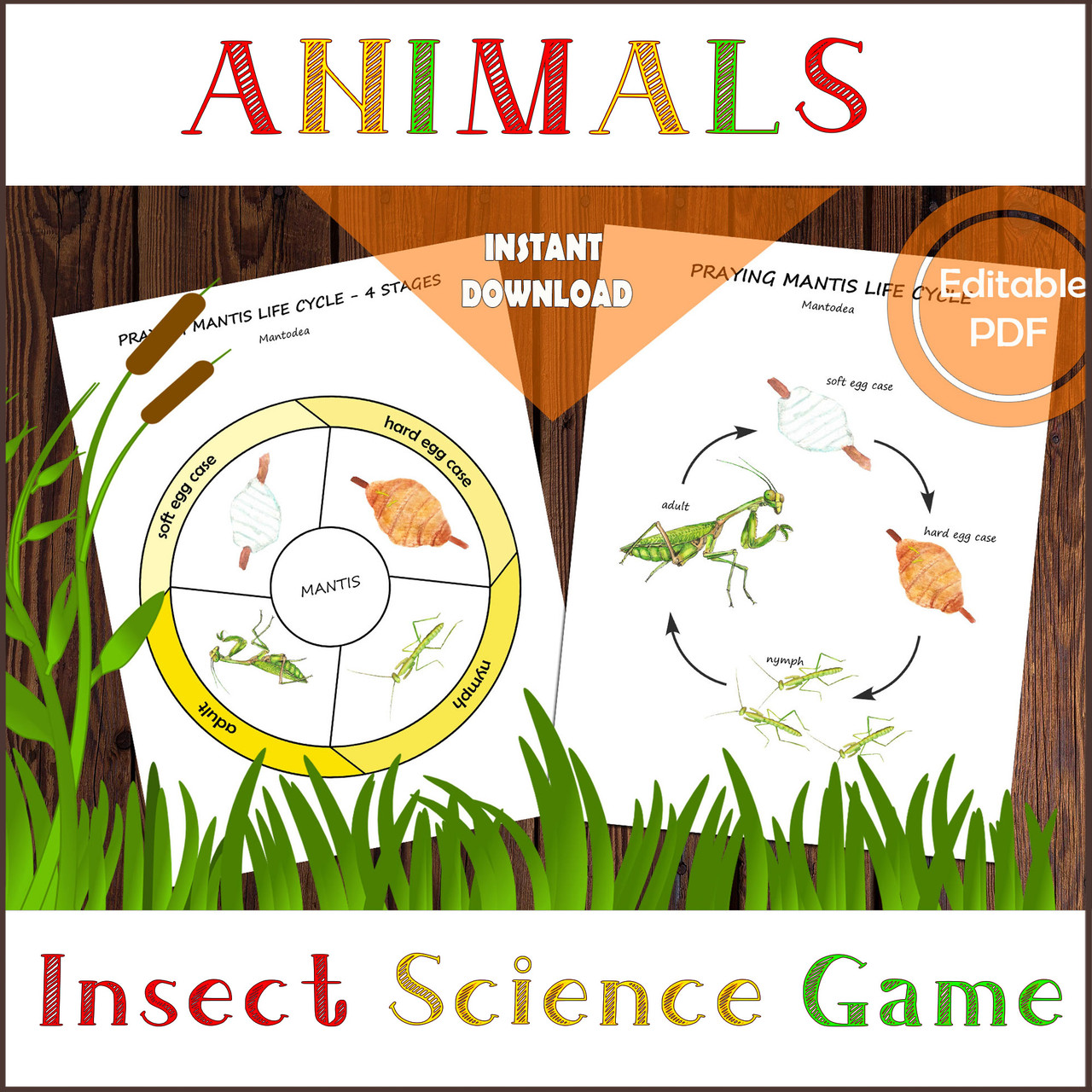 PRAYING MANTIS ANATOMY AND LIFE CYCLE, Body parts, diagram and activities