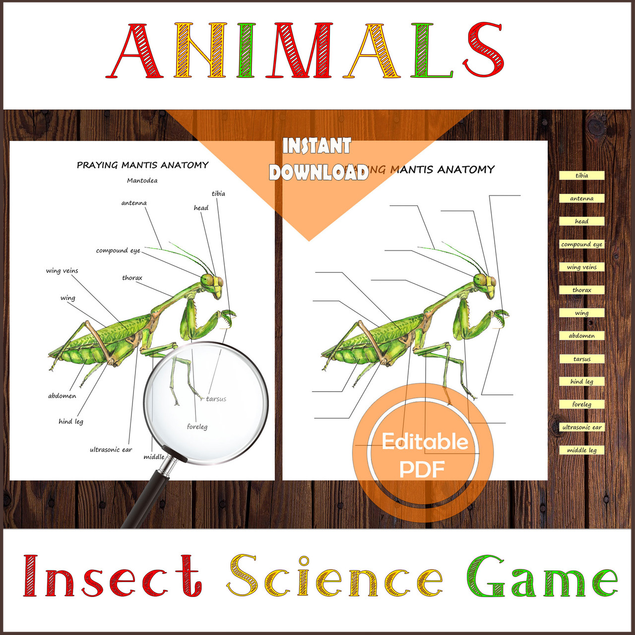 PRAYING MANTIS ANATOMY AND LIFE CYCLE, Body parts, diagram and activities