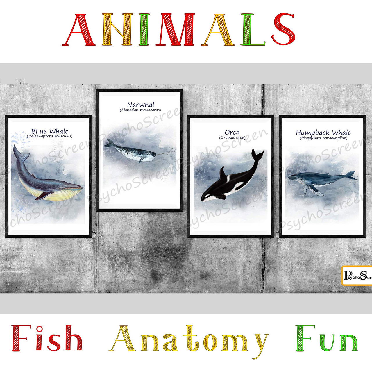 WHALE Unit Study, MEGA Printable wales set - anatomy, posters, cards ...