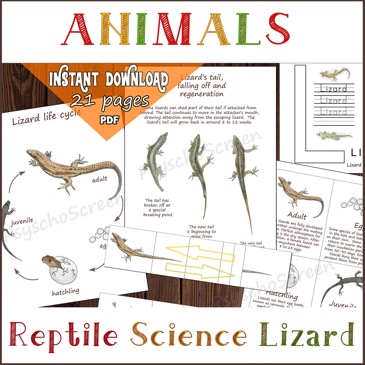 wall lizard diagram simple