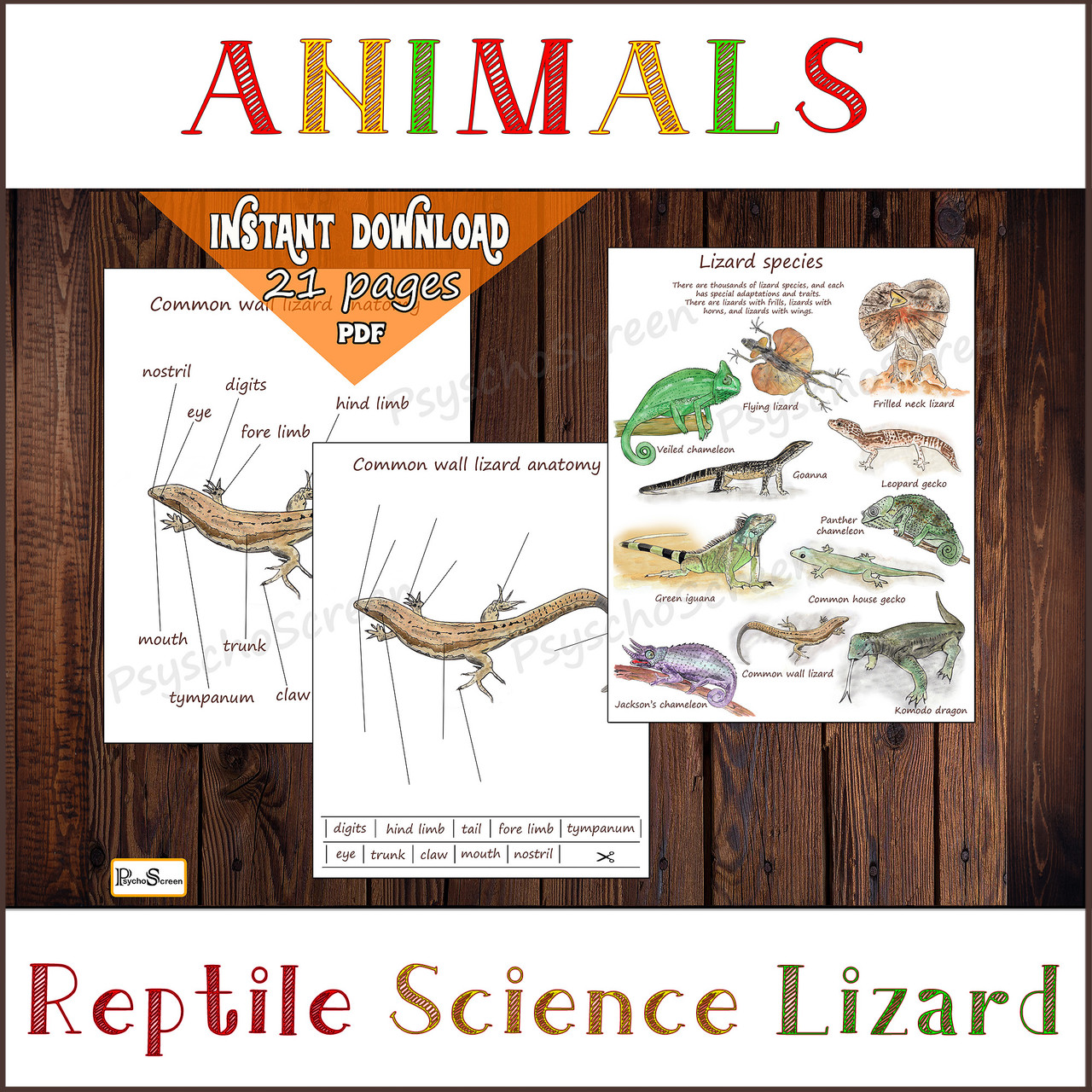 LIZARDS UNIT STUDY, Printable bundle with Anatomy, Diagram, Life cycle ...