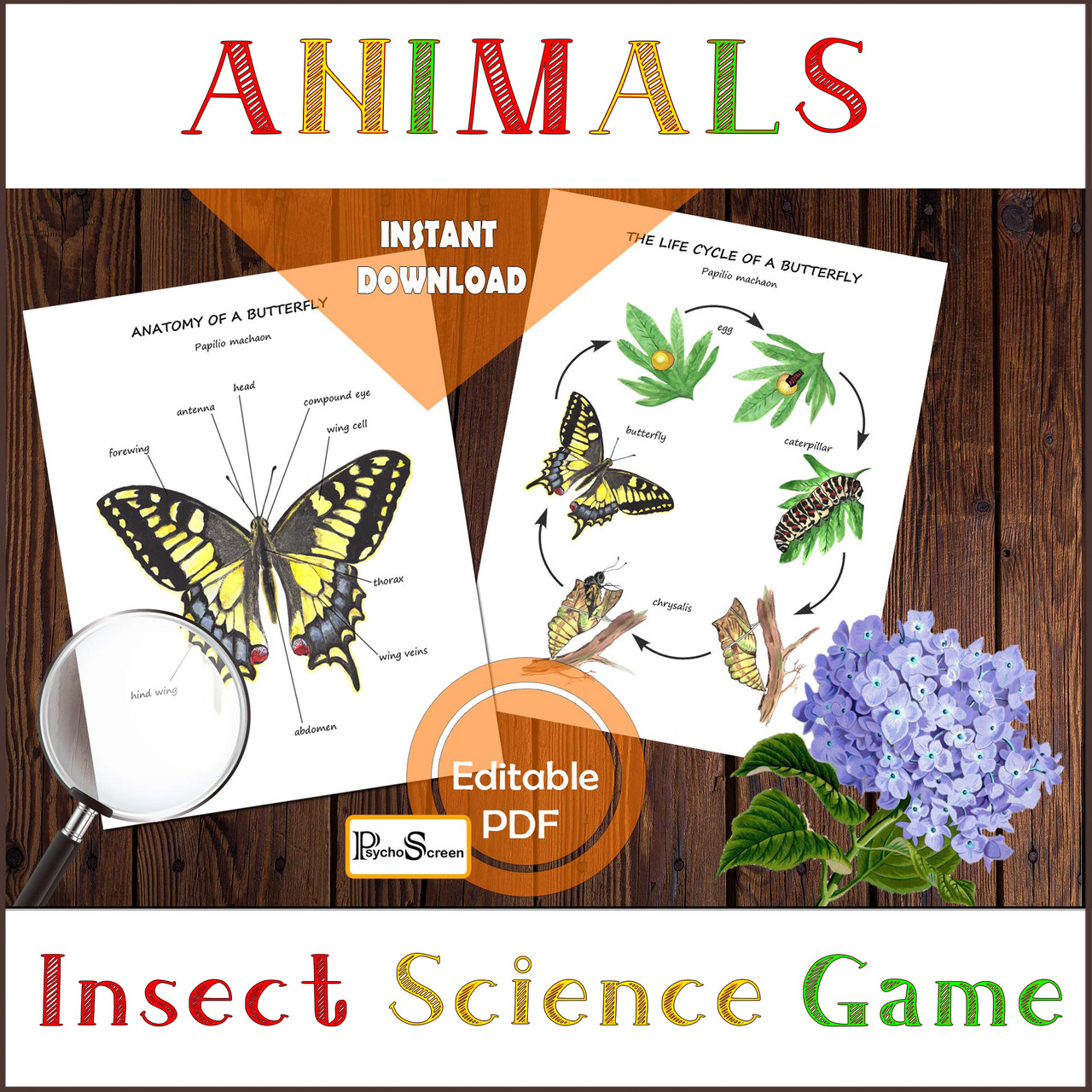 BUTTERFLY Unit study: Anatomy & Life Cycle, Body parts, Insect study ...