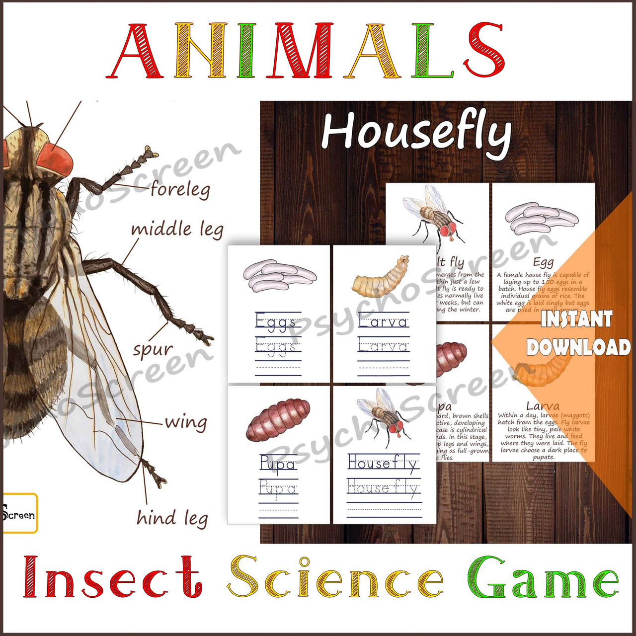 HOUSEFLY Unit Study, MEGA Printable flies set, Life cycle, Anatomy ...