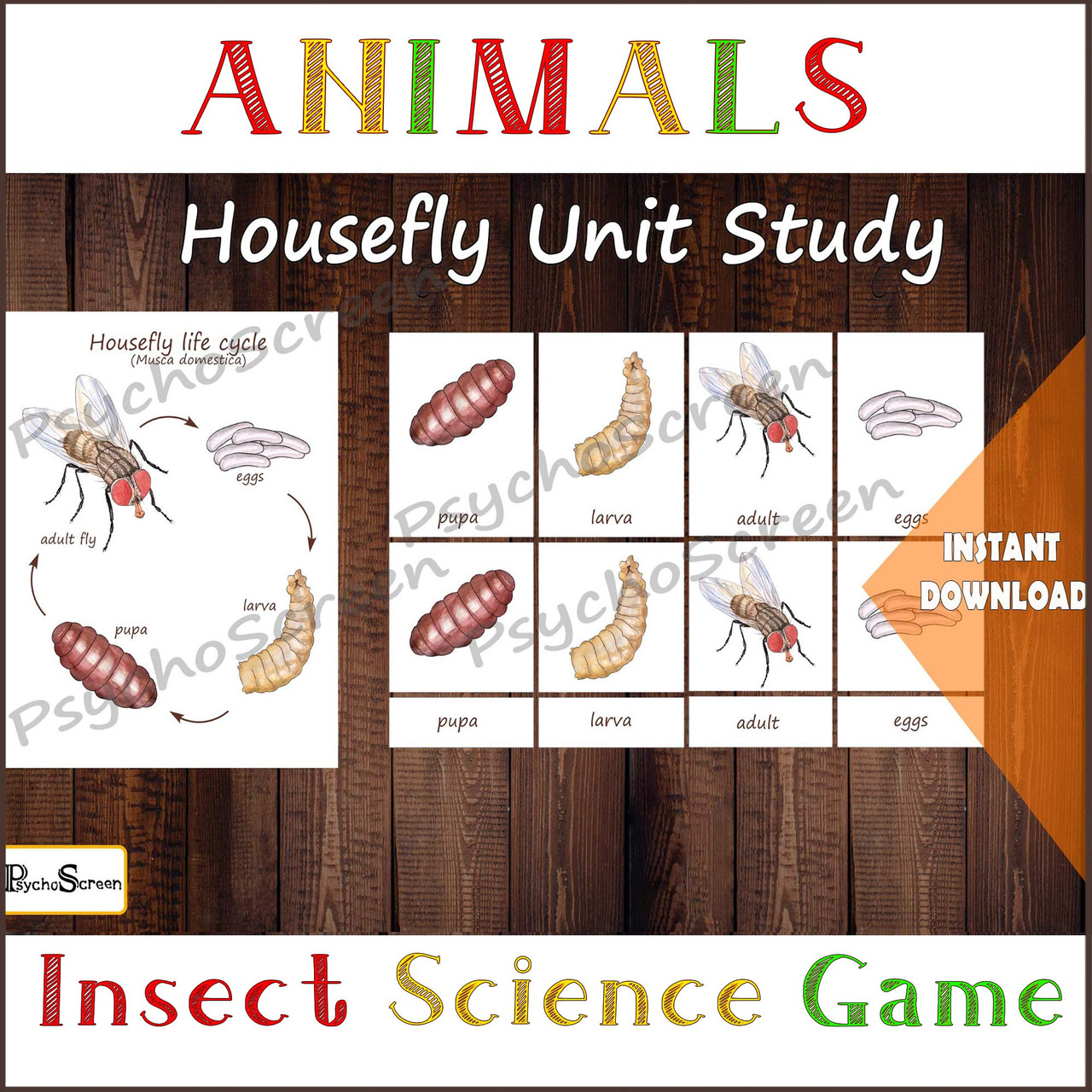 HOUSEFLY Unit Study, MEGA Printable flies set, Life cycle, Anatomy ...