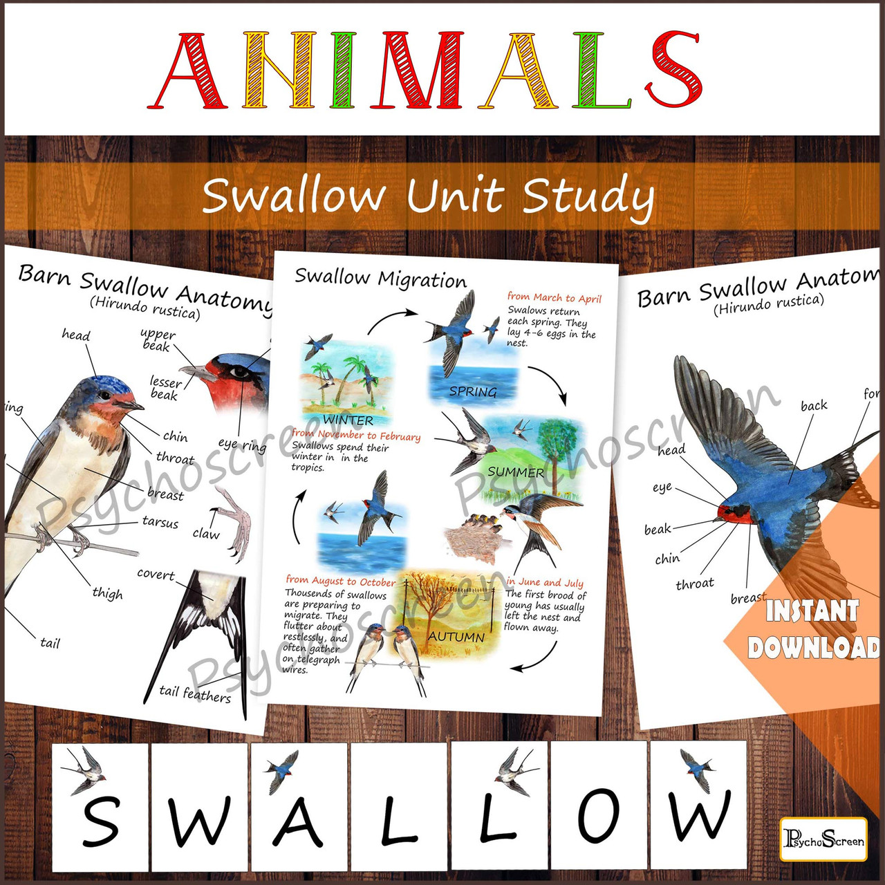 SWALLOW Unit Study: MEGA Printable swallows set, Barn swallow bird