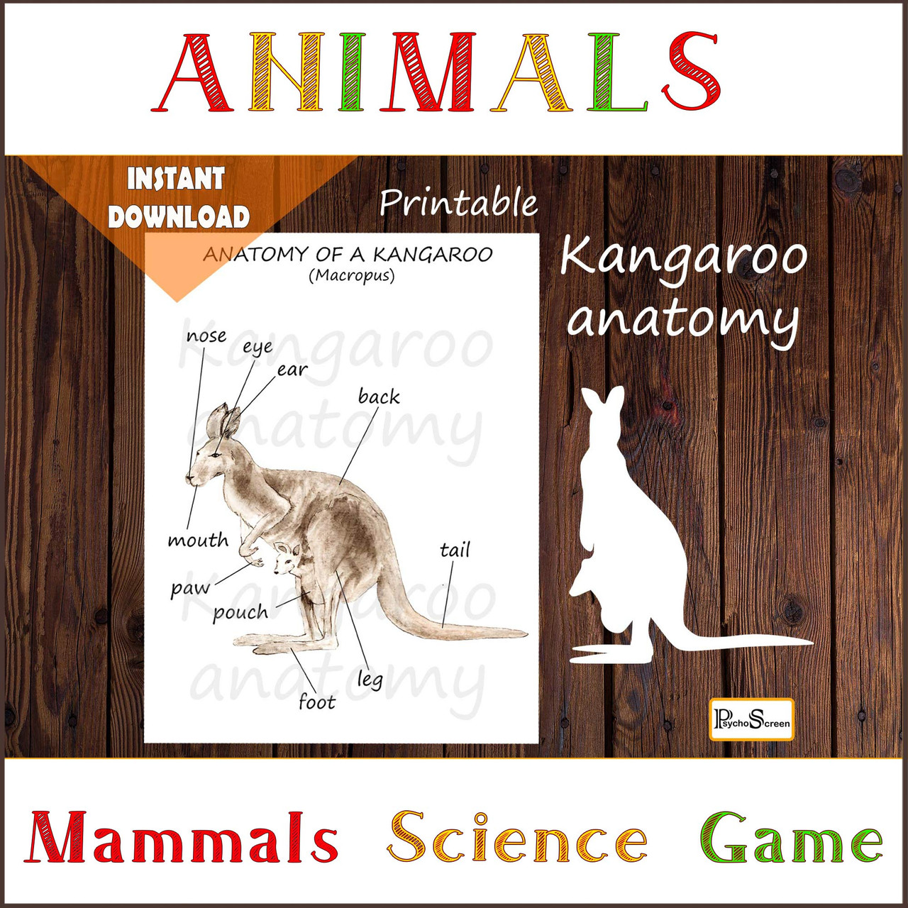 Kangaroo anatomy, Body parts, Australia, Animal, Homeschooling printable