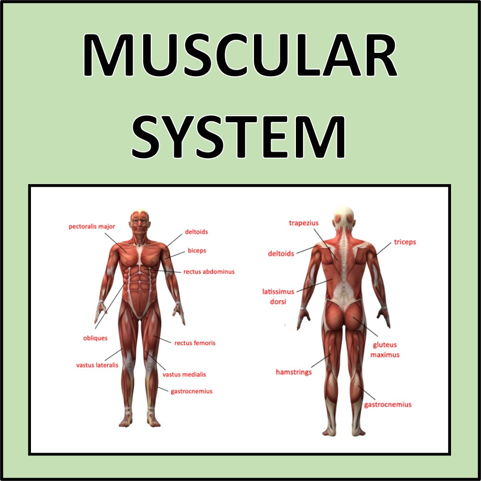 Muscular System