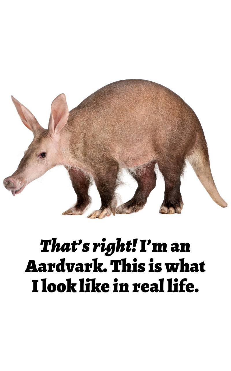 Alphabet All-Stars Academy Vol. 2 - Amped Up Learning