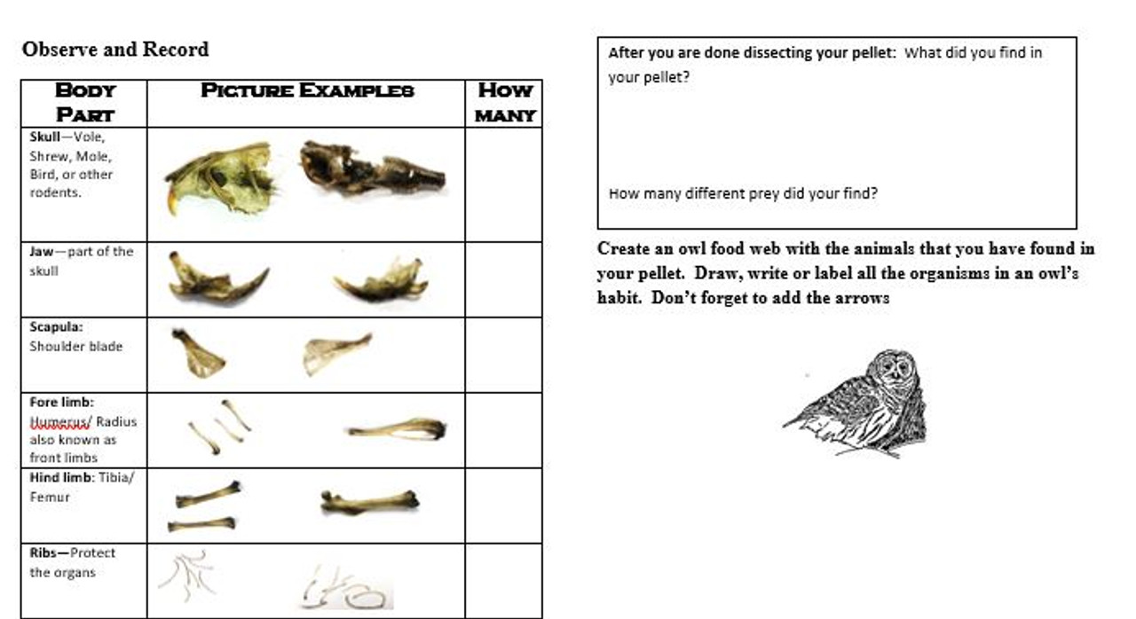 Owl Pellet Lab - Amped Up Learning