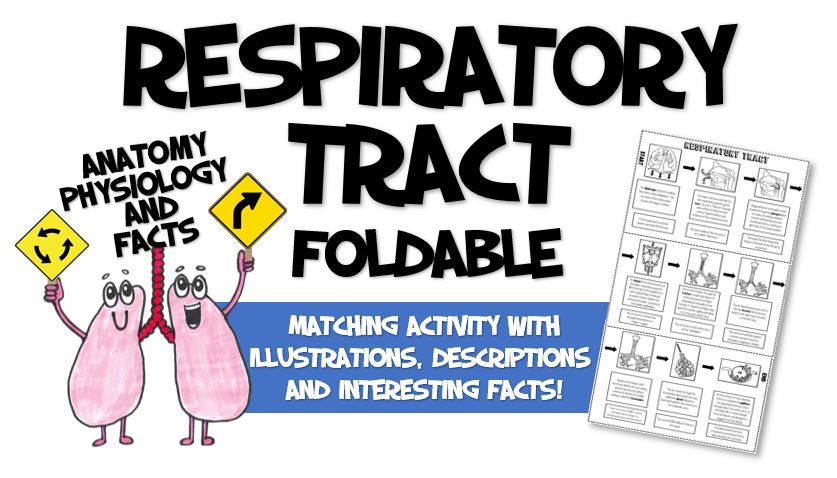 Respiratory Foldable Activity- Anatomy/Physiology and Facts! - Amped Up ...