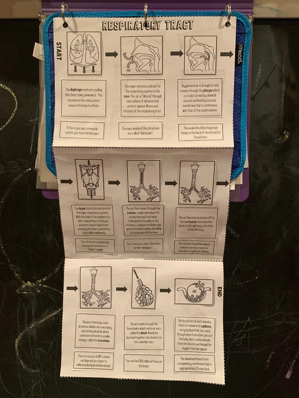 Respiratory Foldable Activity- Anatomy/Physiology and Facts! - Amped Up ...
